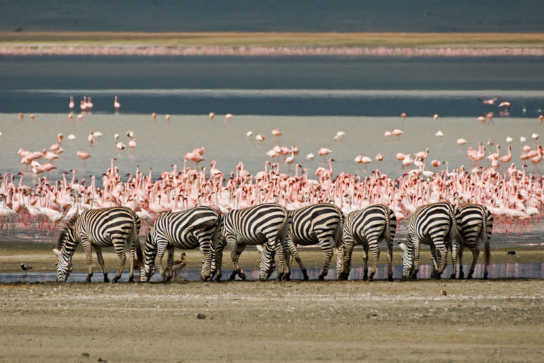 Découvrez le lac Magadi lors de votre safari au Kenya BB Communication